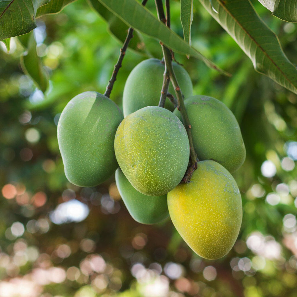 🥭 mango.dxb: UAE's Top Mango Supplier